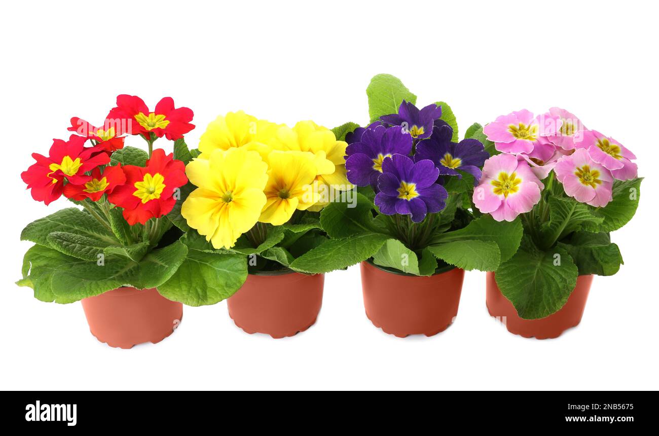 Beautiful primula (primrose) plants with colorful flowers on white ...
