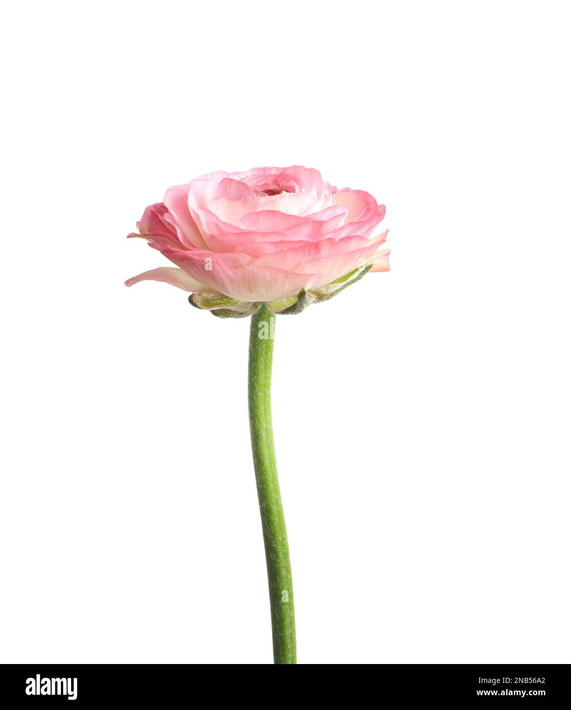 Beautiful fresh ranunculus flower isolated on white Stock Photo - Alamy