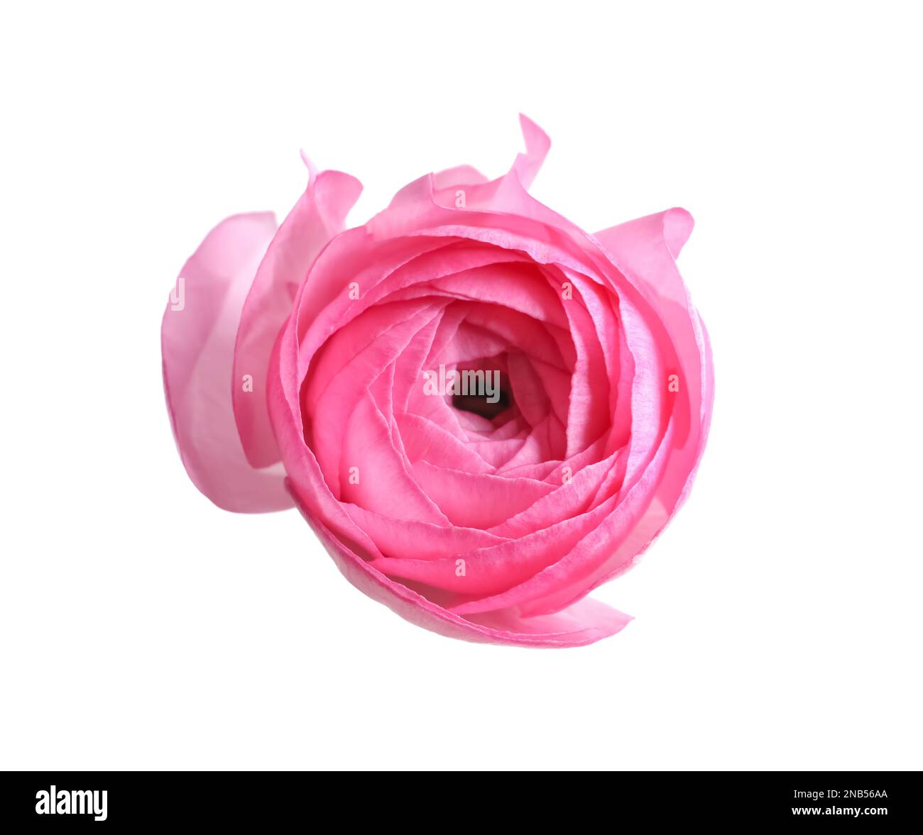 Beautiful fresh ranunculus flower on white background Stock Photo - Alamy