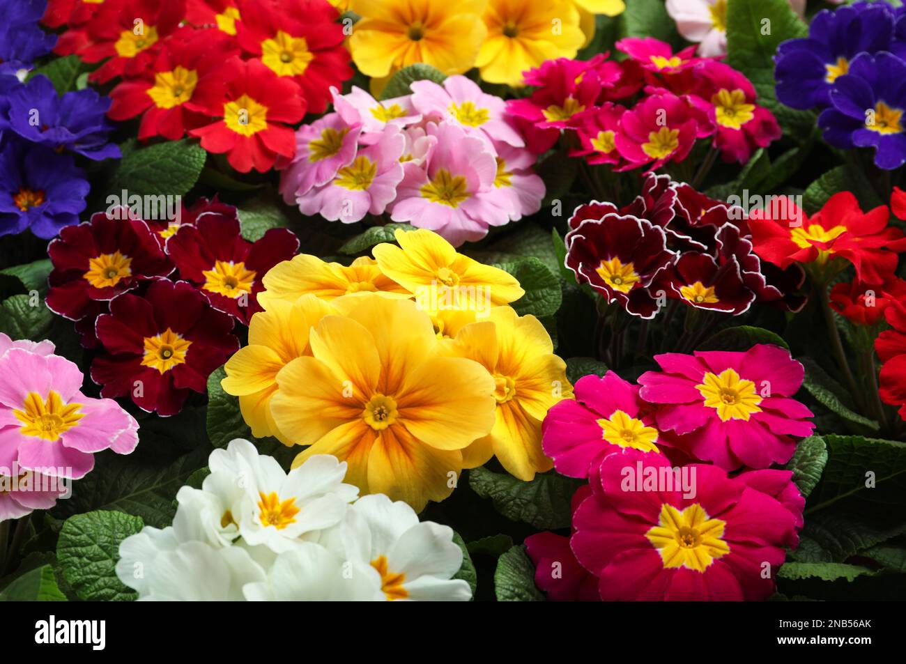 Beautiful primula (primrose) plants with colorful flowers as background ...