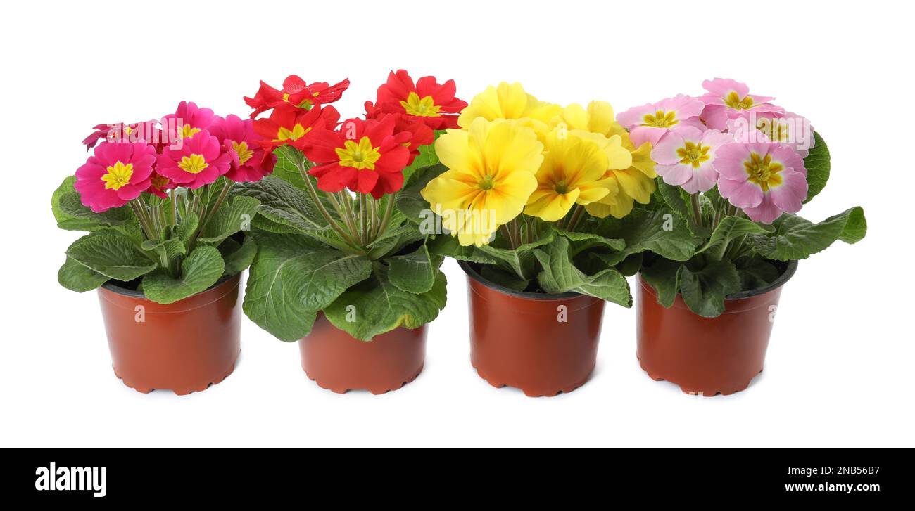 Beautiful primula (primrose) plants with colorful flowers on white ...