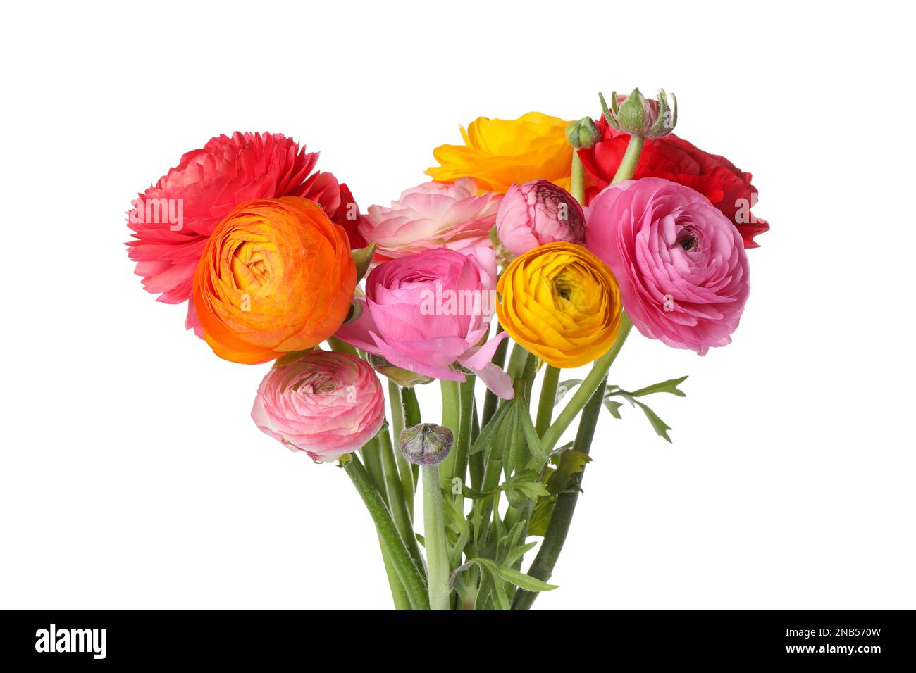 Beautiful fresh ranunculus flowers on white background Stock Photo - Alamy