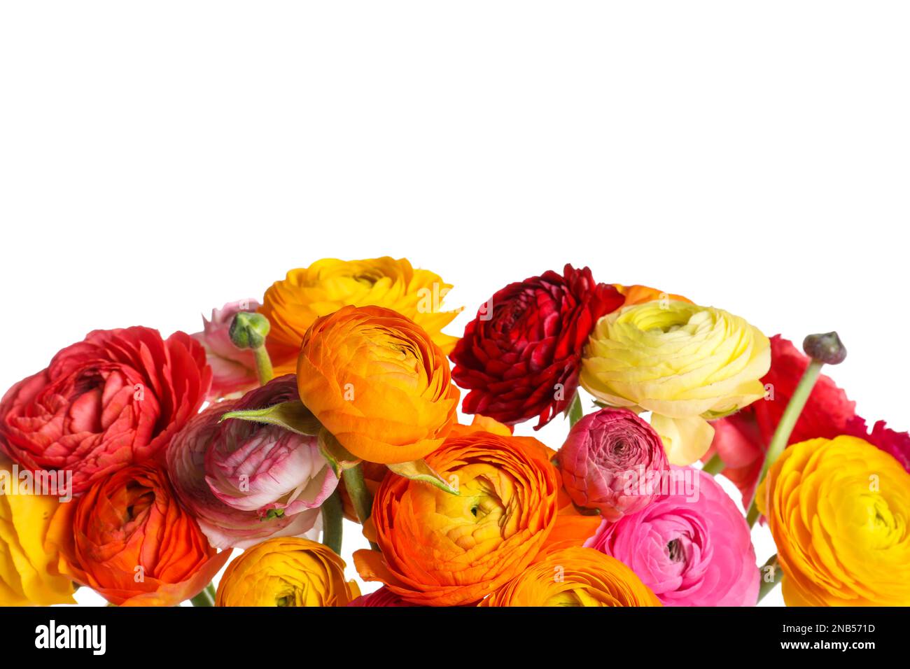 Beautiful fresh ranunculus flowers on white background Stock Photo - Alamy