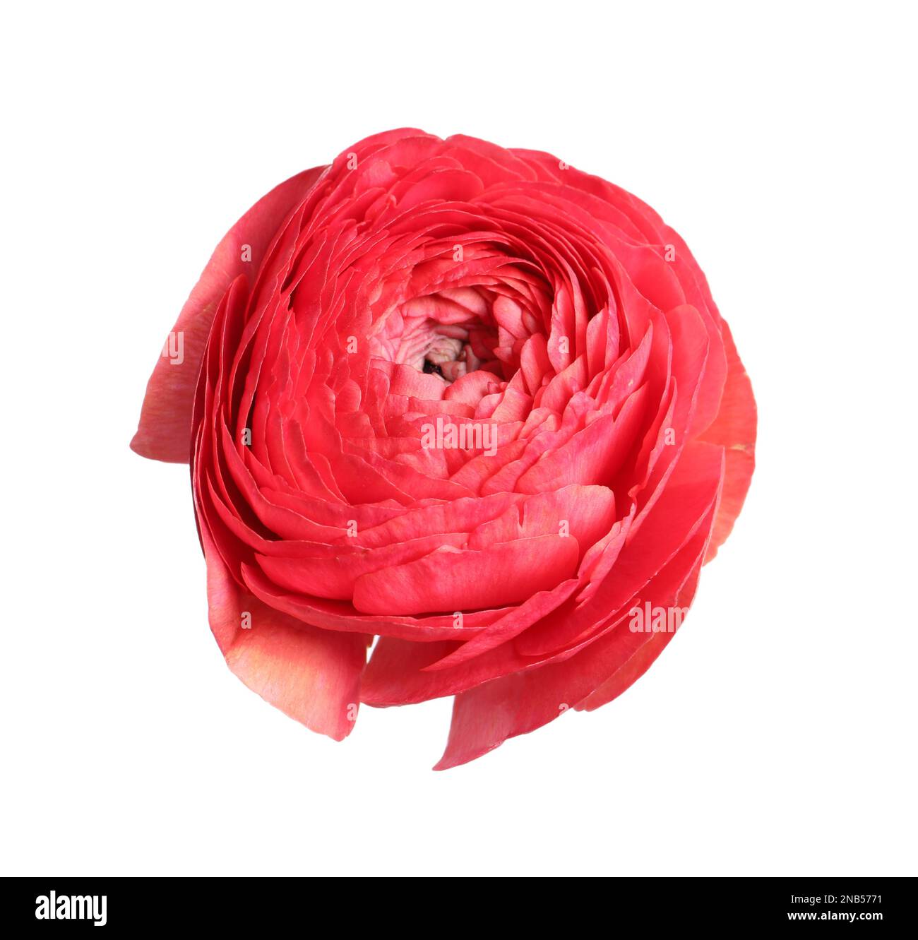 Beautiful fresh ranunculus flower isolated on white Stock Photo - Alamy