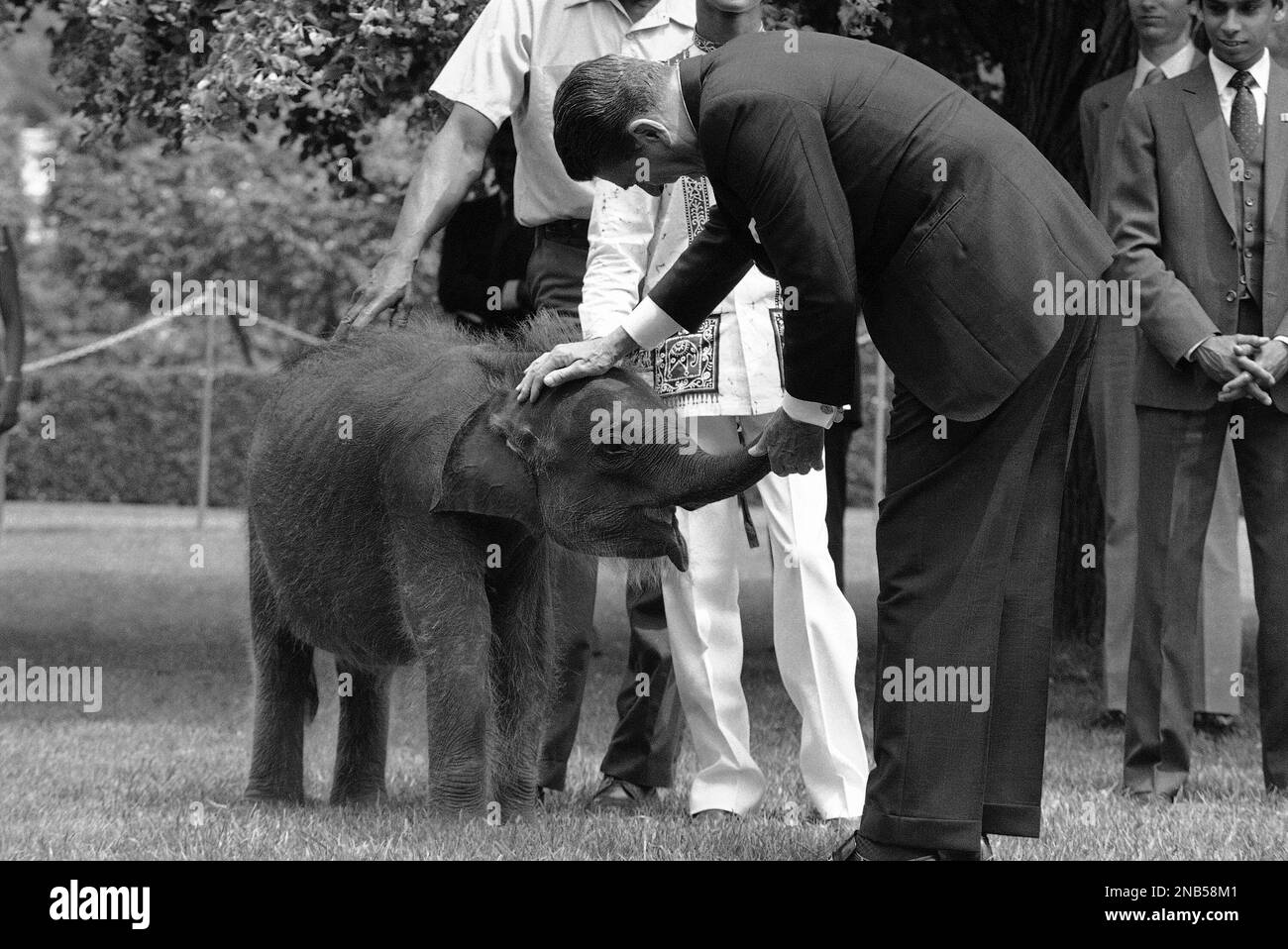President Ronald Reagan shakes the trunk and pats the head of a ...