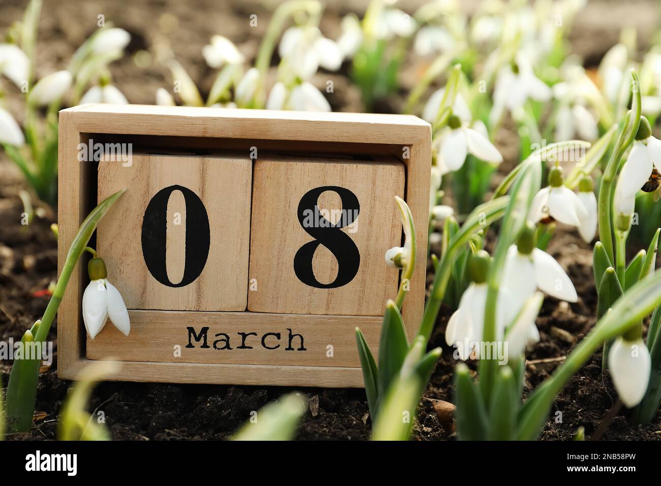 Wooden block calendar with date 8th of March among beautiful snowdrops ...