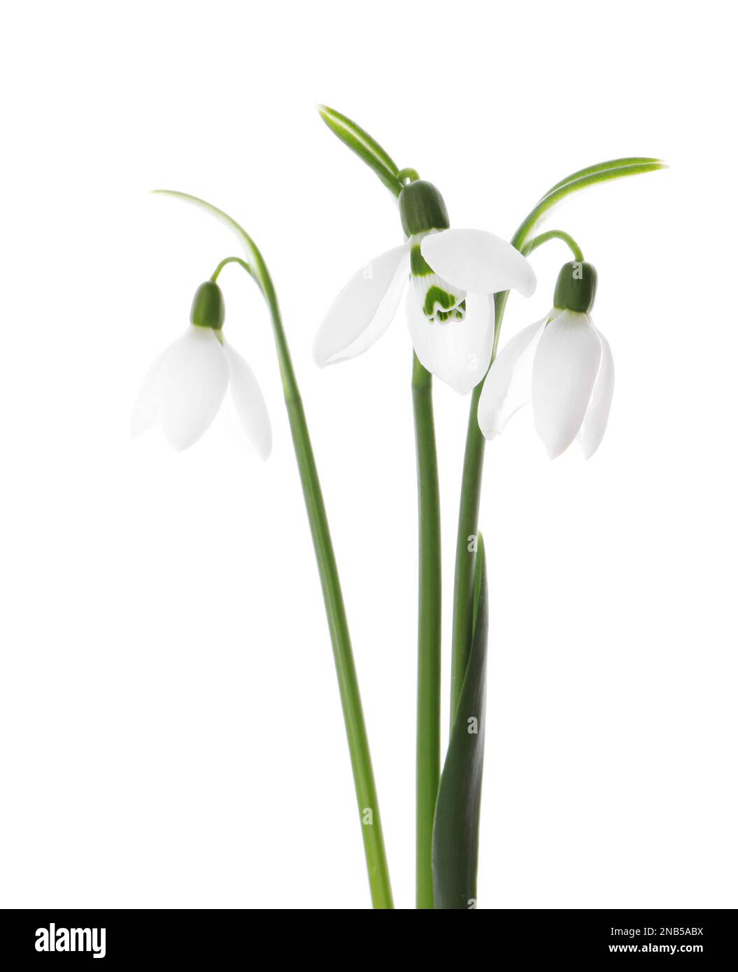 Beautiful snowdrops on white background. Spring flowers Stock Photo - Alamy