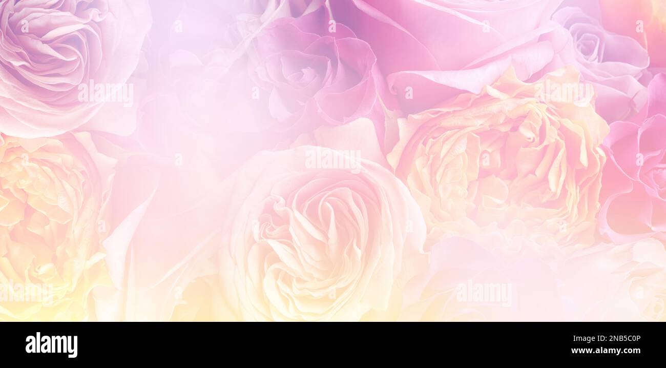 Tender flowers as background. Floral card design Stock Photo - Alamy