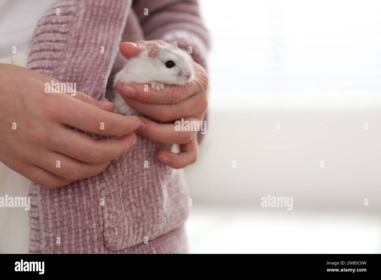 Little girl putting cute hamster into pocket at home, closeup. Space ...