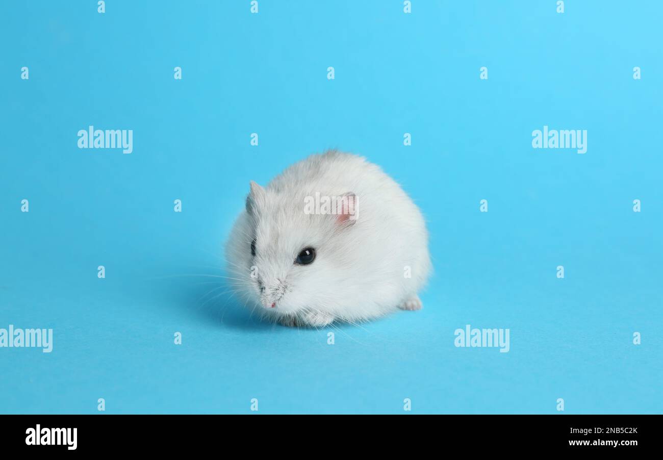 Cute funny pearl hamster on light blue background Stock Photo - Alamy