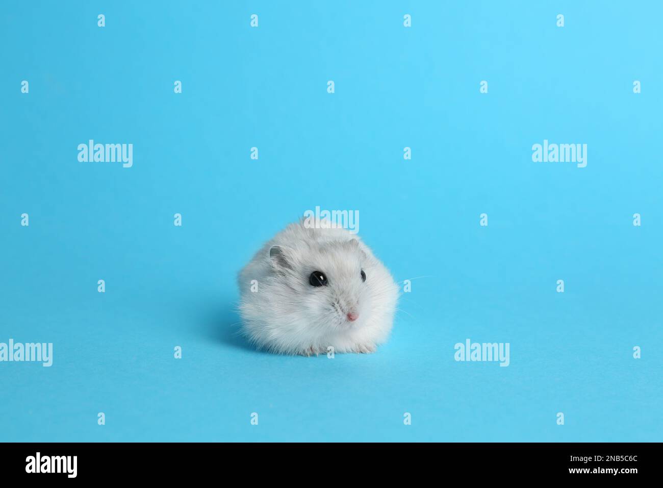 Cute funny pearl hamster on light blue background Stock Photo - Alamy