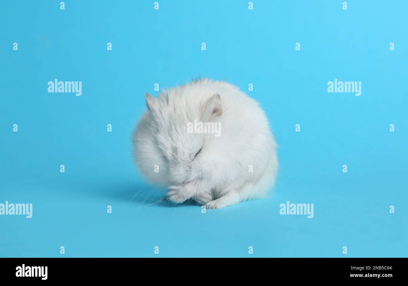 Cute funny pearl hamster on light blue background Stock Photo - Alamy