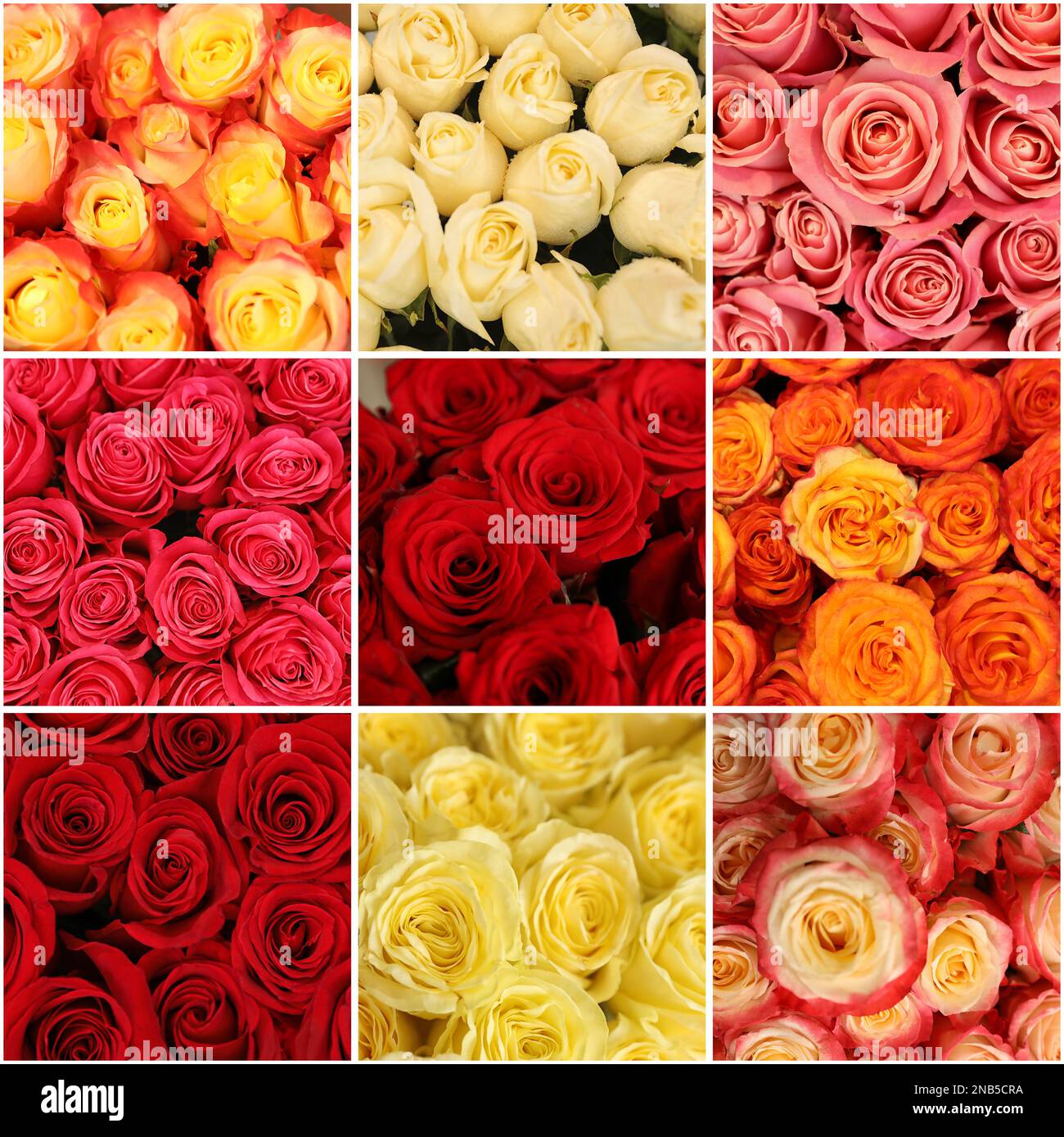 Collage with photos of beautiful fresh flowers Stock Photo - Alamy