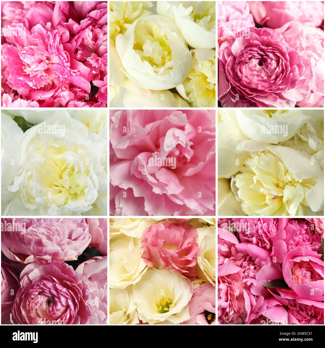 Collage with photos of beautiful fresh flowers Stock Photo - Alamy
