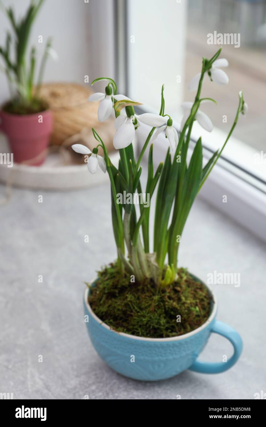 Beautiful potted snowdrops on light grey window sill Stock Photo - Alamy