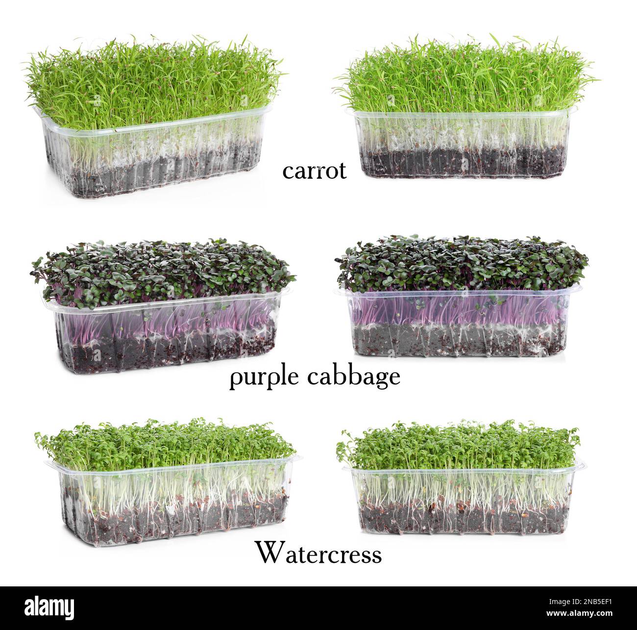 Set of different fresh microgreens on white background Stock Photo - Alamy