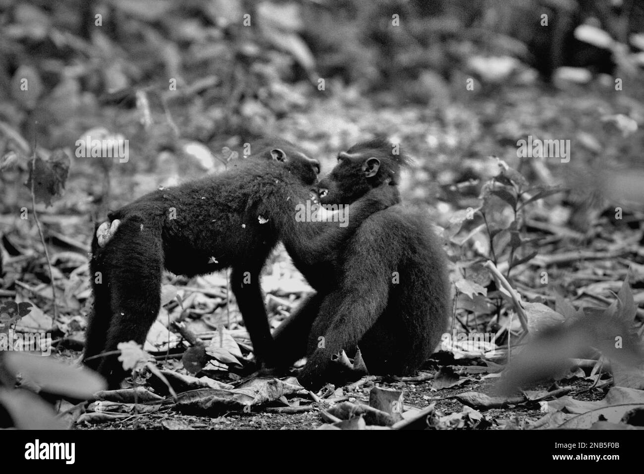 Endemic macaque Black and White Stock Photos & Images - Alamy