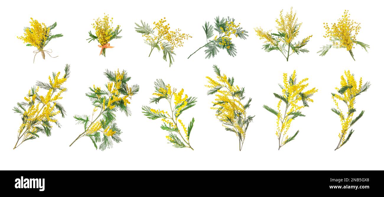 Set with bright yellow mimosa flowers on white background. Banner ...