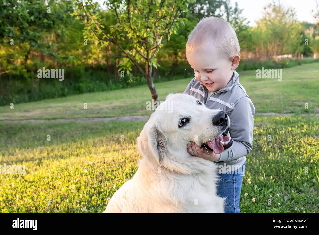Little boy hugs a big white golden retriever dog in the summer at ...
