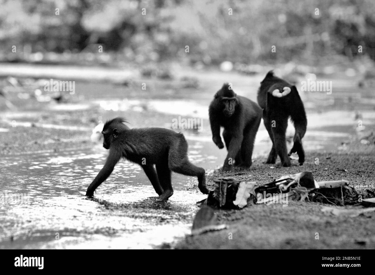 Three juveniles of Sulawesi black-crested macaque (Macaca nigra) are ...