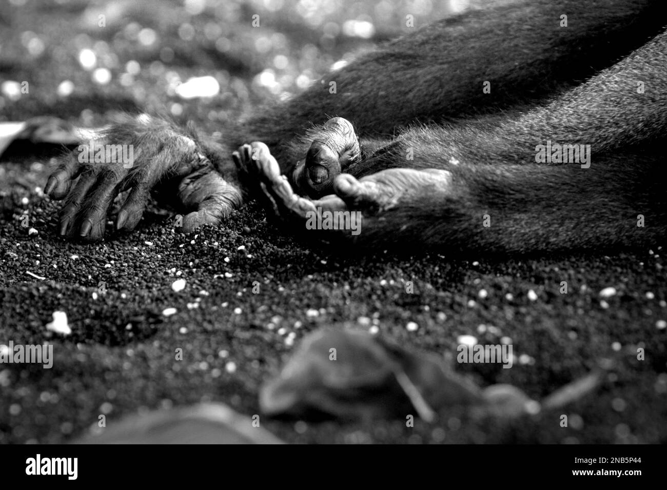 Hands and right foot of a Sulawesi black-crested macaque (Macaca nigra ...