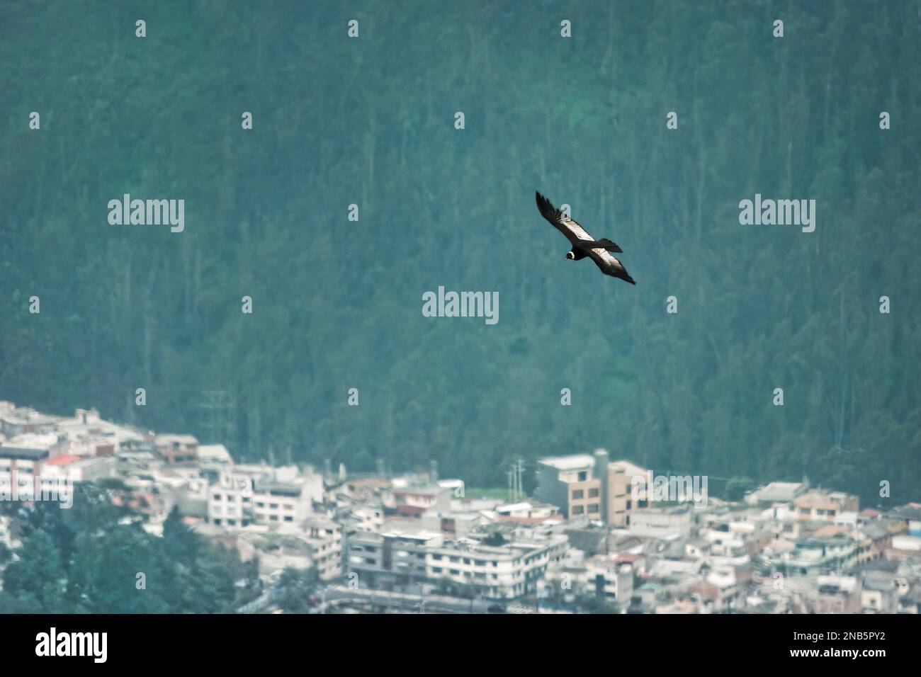 Andean Condor - Vultur gryphus South American bird of prey family ...