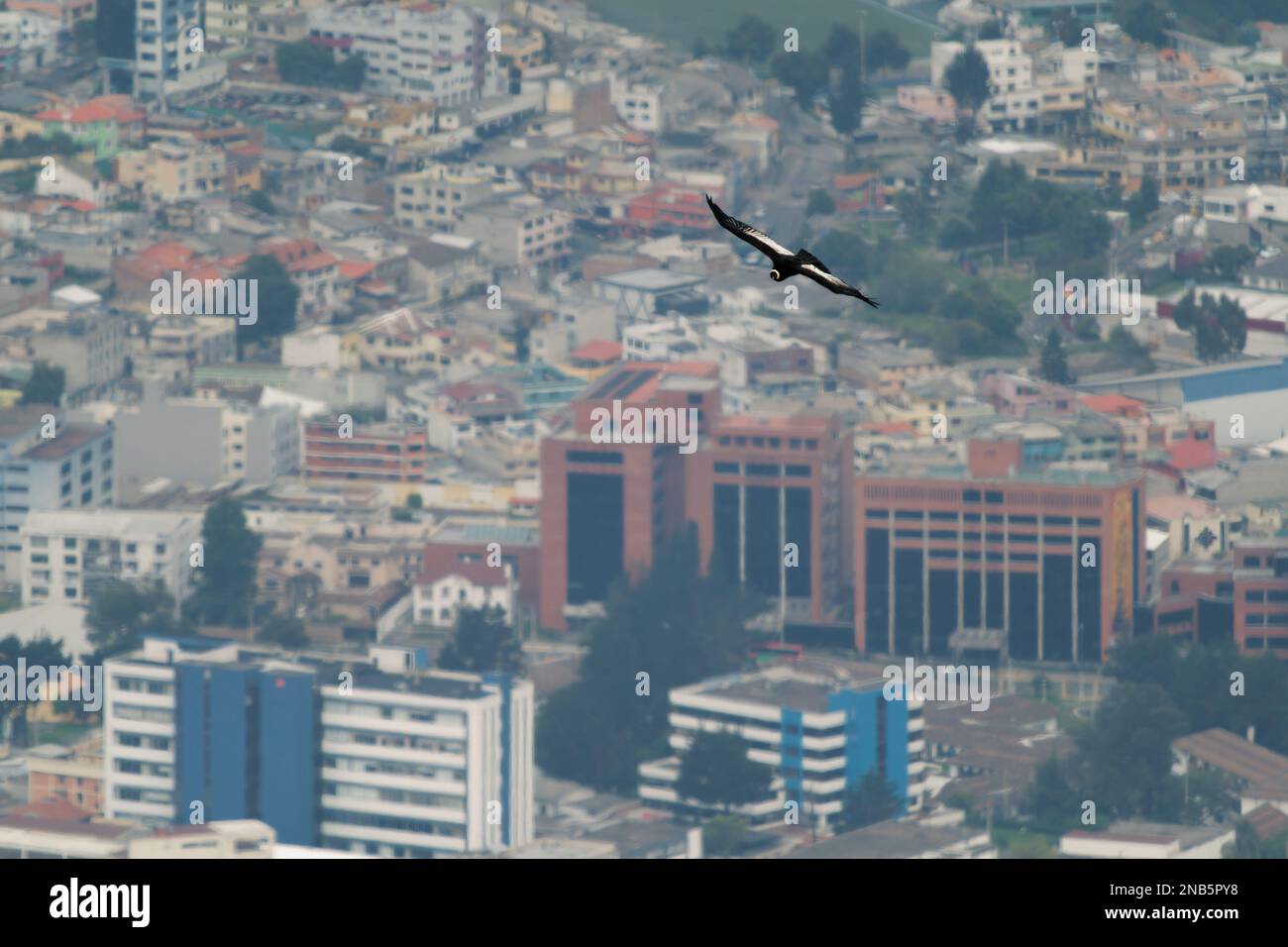 Black vulture andes hi-res stock photography and images - Alamy