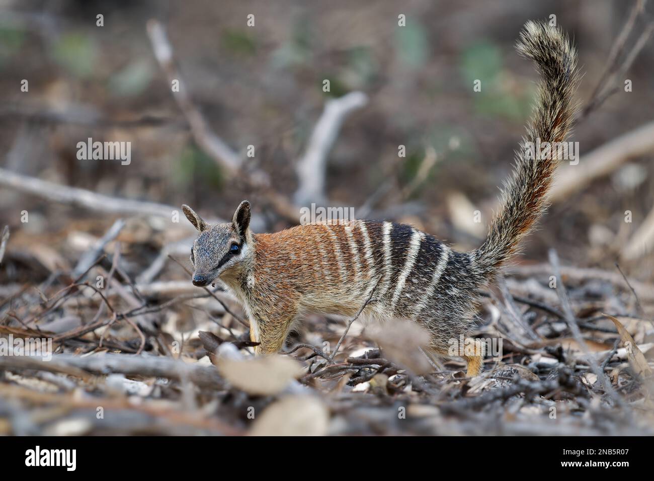 Numbat - Myrmecobius fasciatus also noombat or walpurti, insectivorous ...