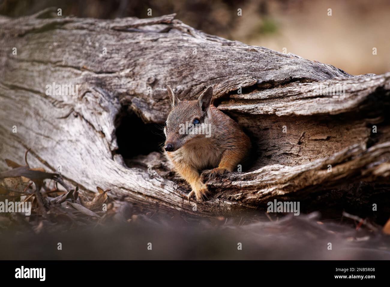 Numbat - Myrmecobius fasciatus also noombat or walpurti, insectivorous ...