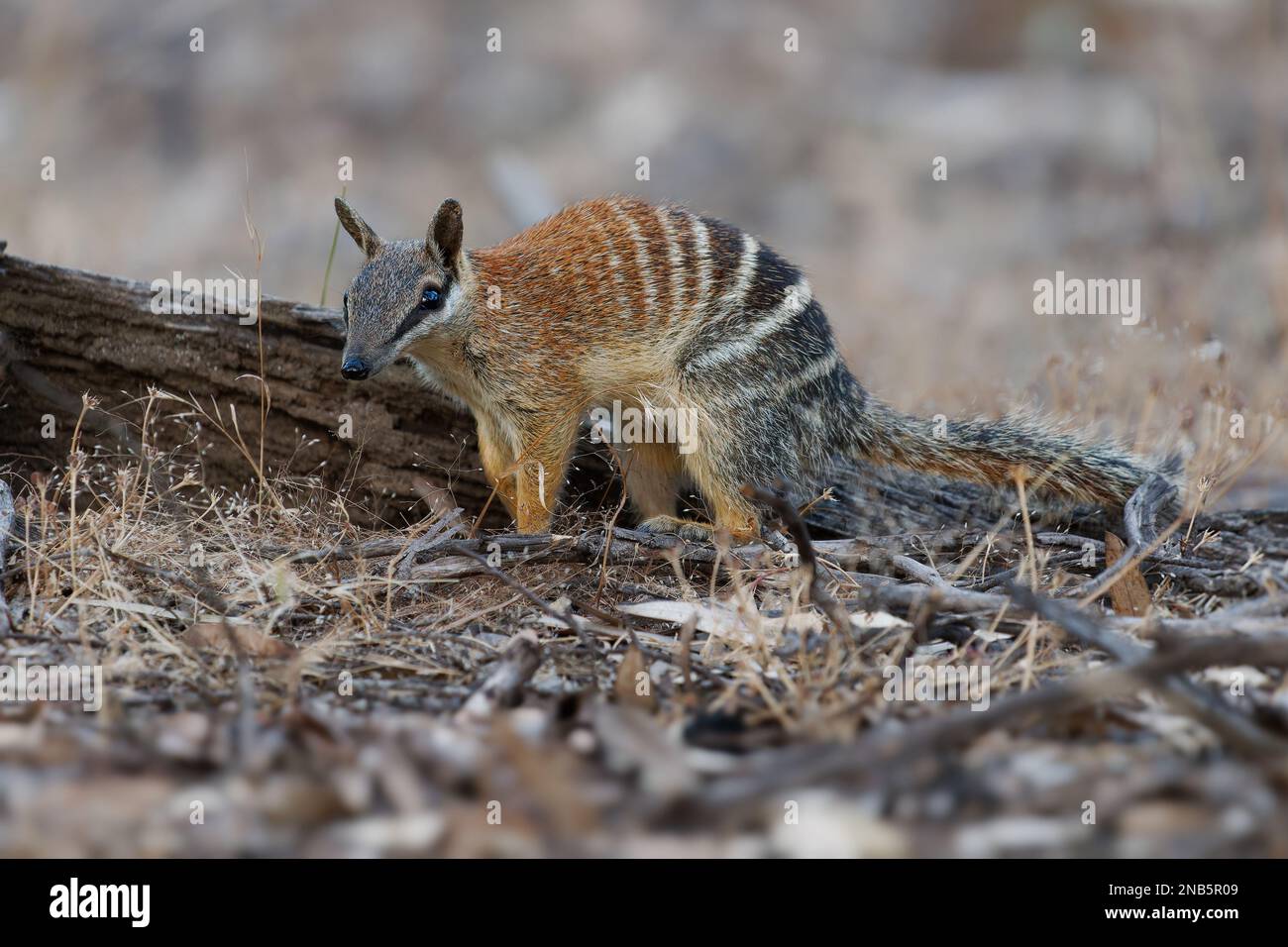Numbat - Myrmecobius fasciatus also noombat or walpurti, insectivorous ...