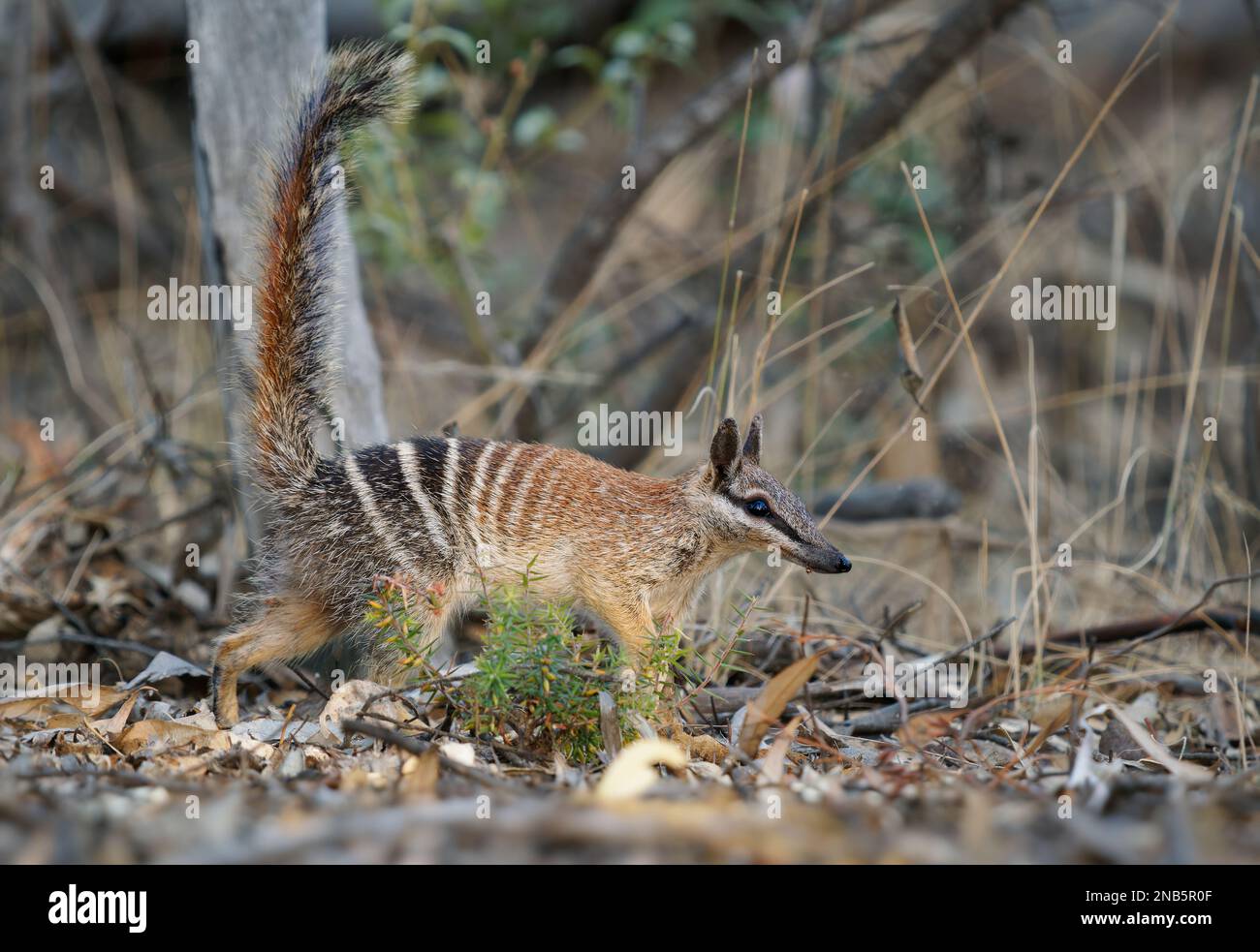 Numbat - Myrmecobius fasciatus also noombat or walpurti, insectivorous ...