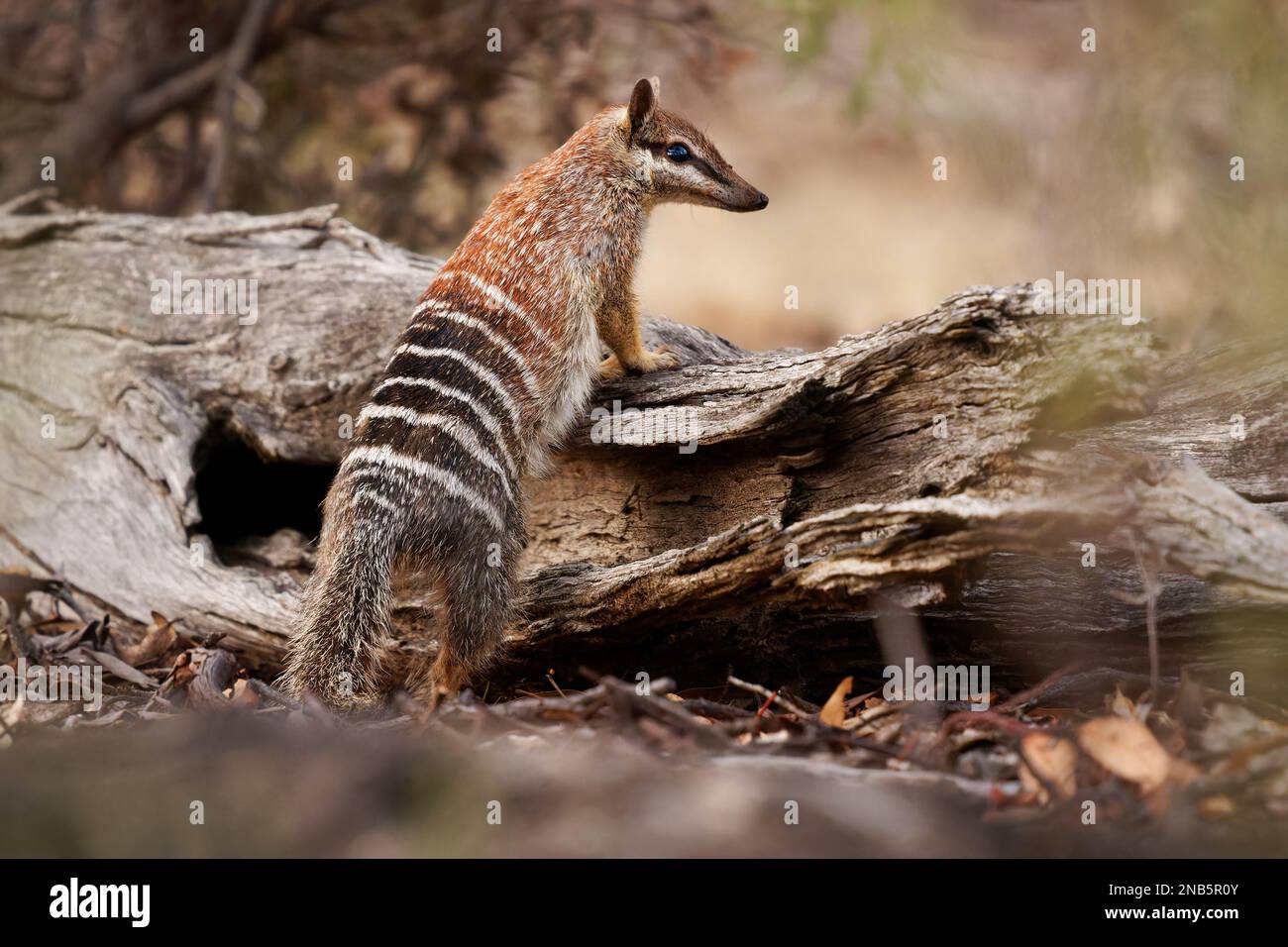 Numbat - Myrmecobius fasciatus also noombat or walpurti, insectivorous ...
