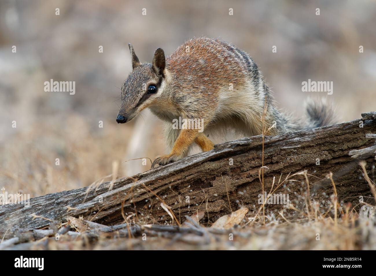 Numbat - Myrmecobius fasciatus also noombat or walpurti, insectivorous ...