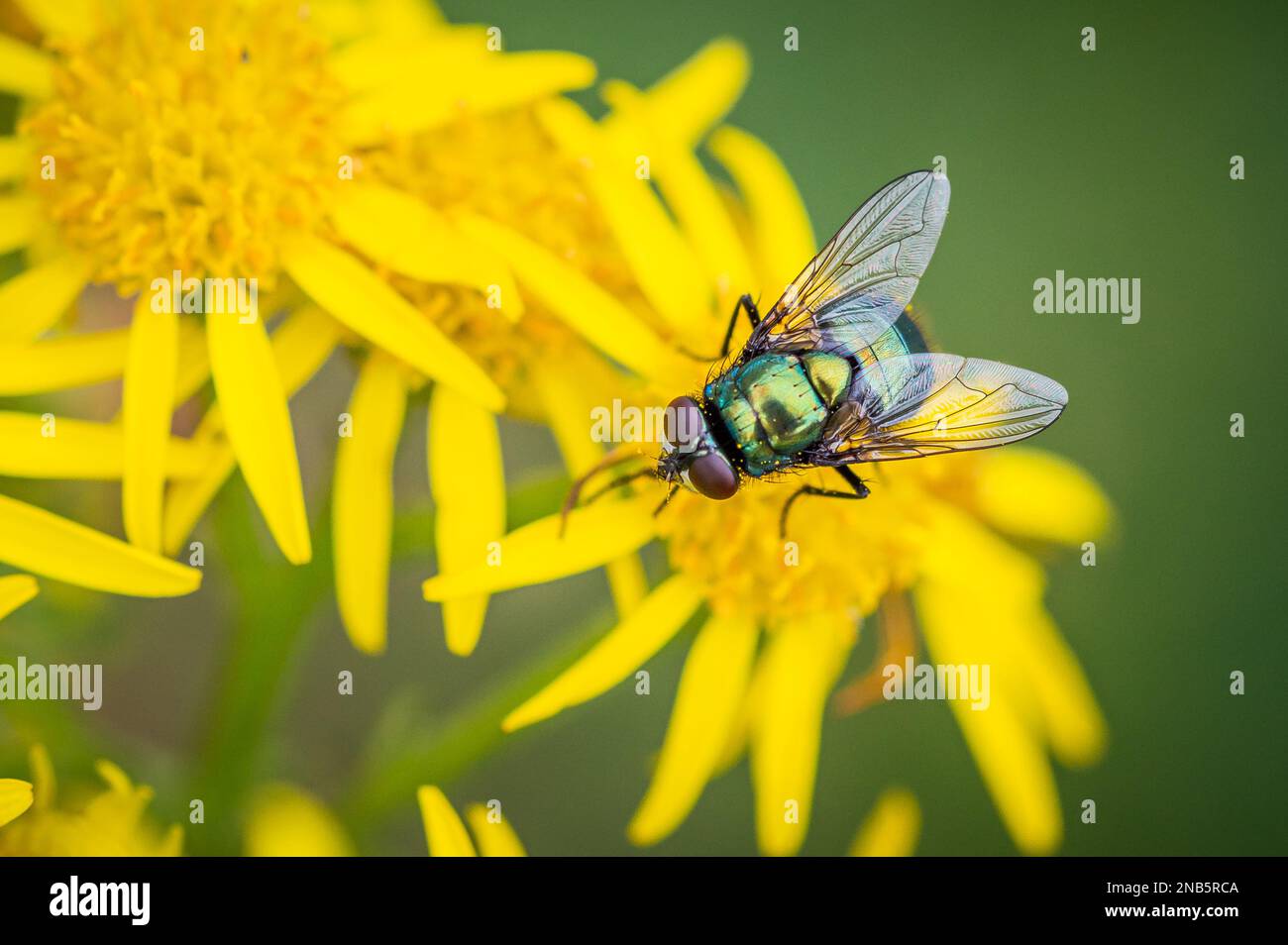 Common green bottle fly on ragwort Stock Photo - Alamy