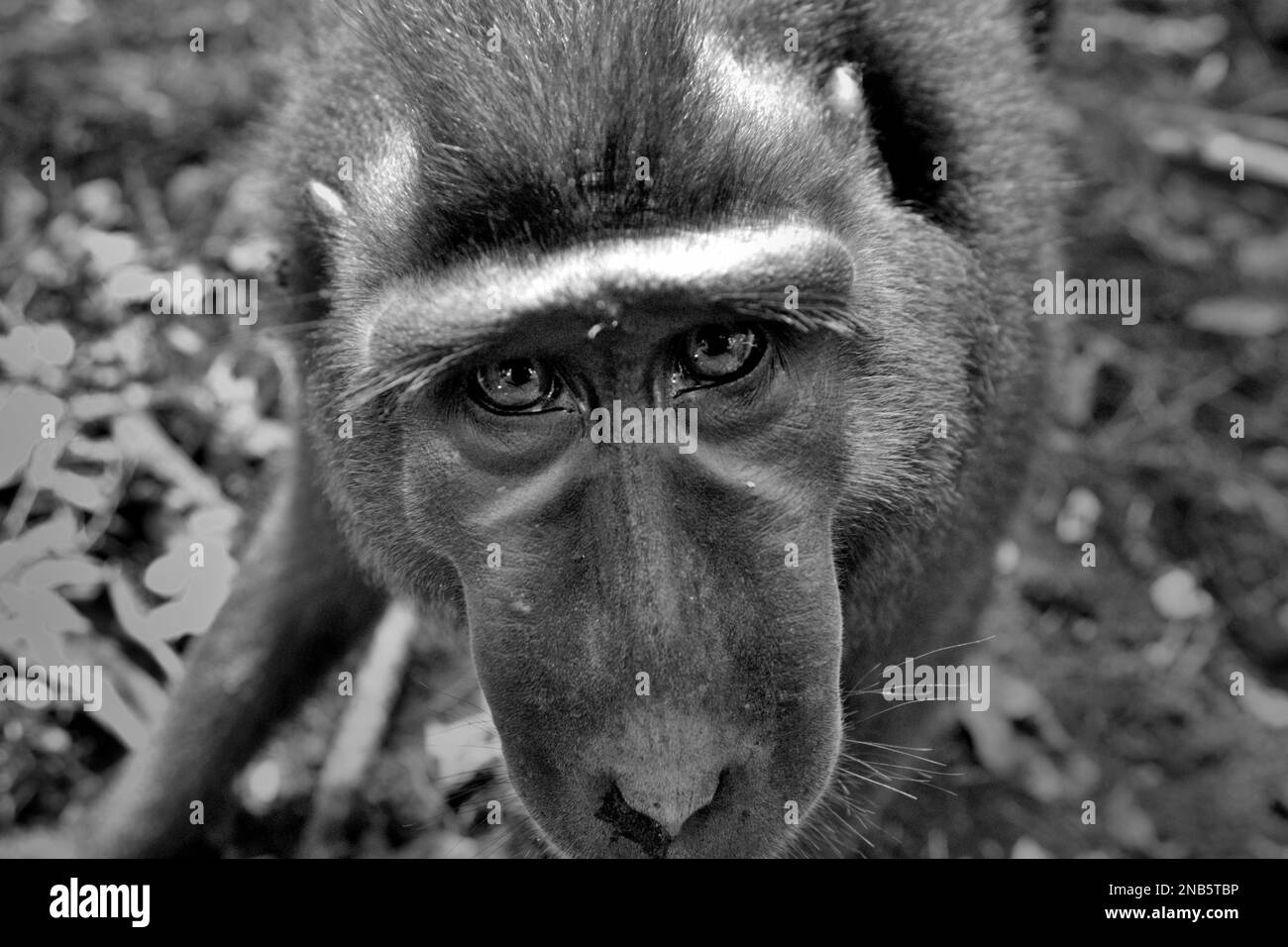 A curious Sulawesi black-crested macaques (Macaca nigra) is ...