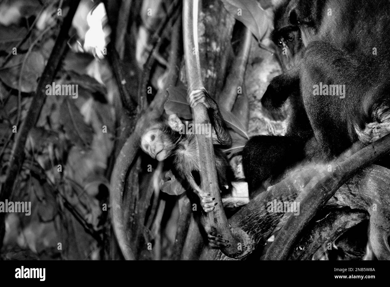 Wildlife mortality Black and White Stock Photos & Images - Alamy