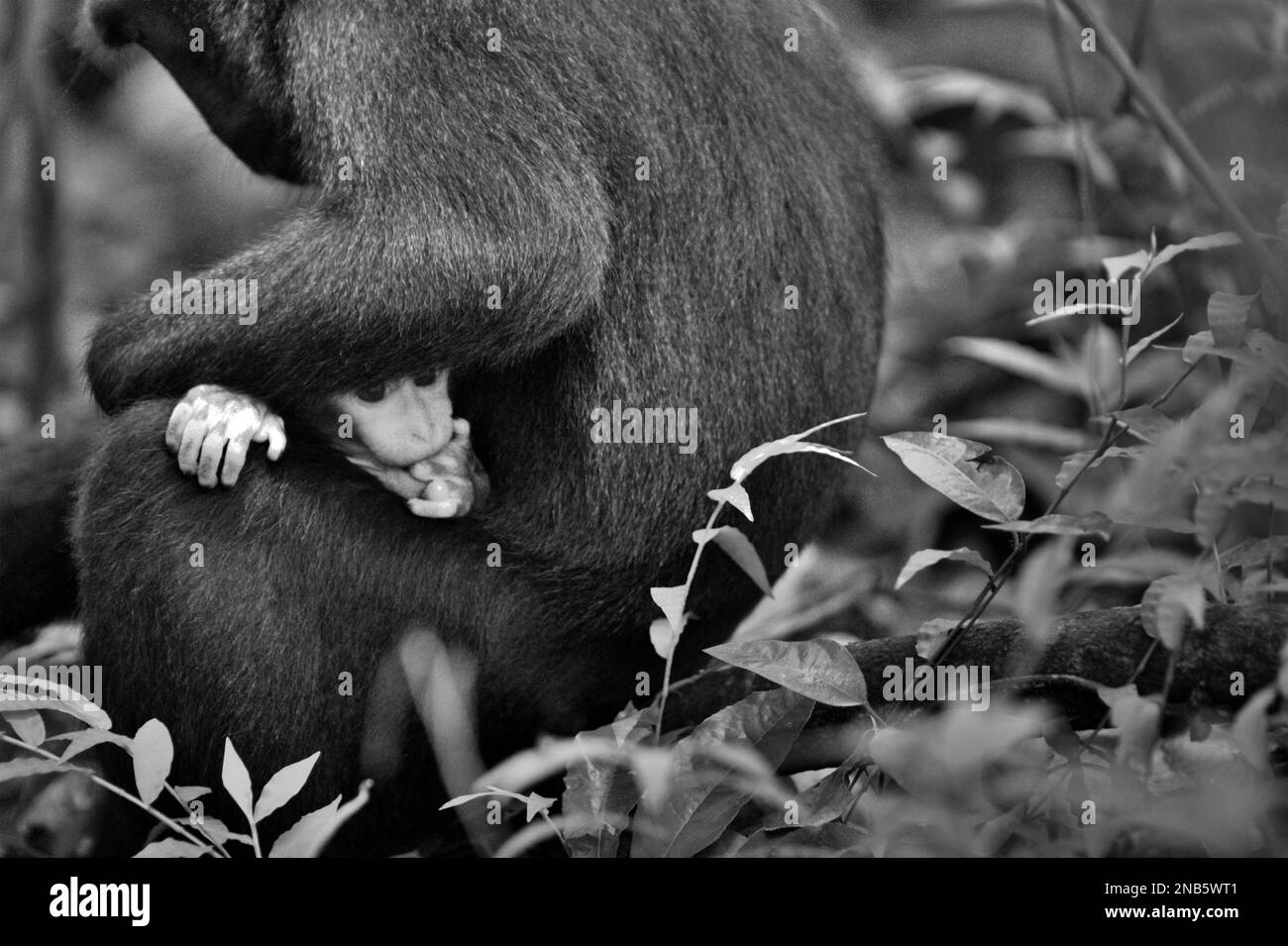 An infant of Sulawesi black-crested macaque (Macaca nigra) peeks ...