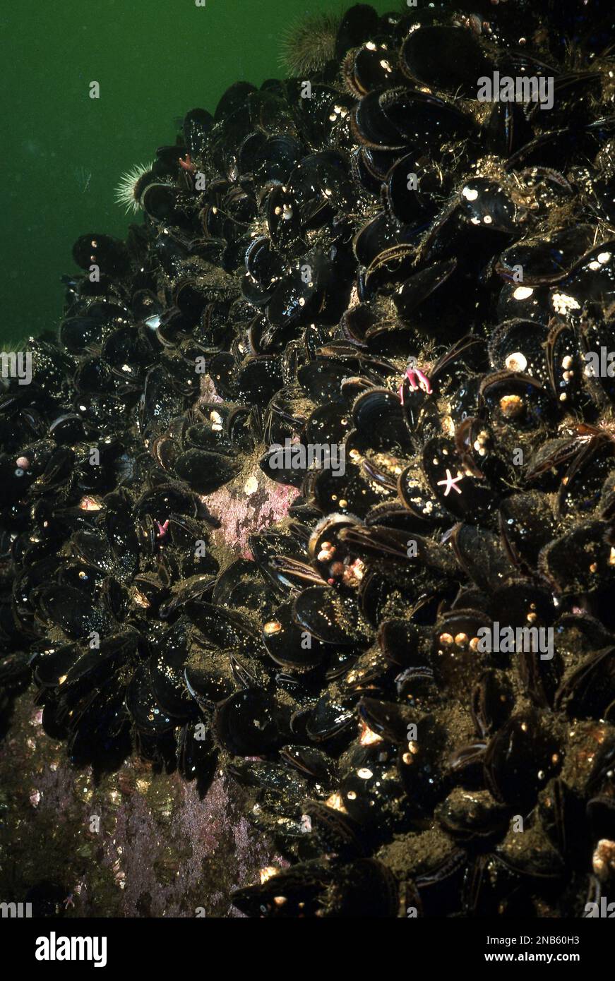 Mussels rock underwater hi-res stock photography and images - Alamy