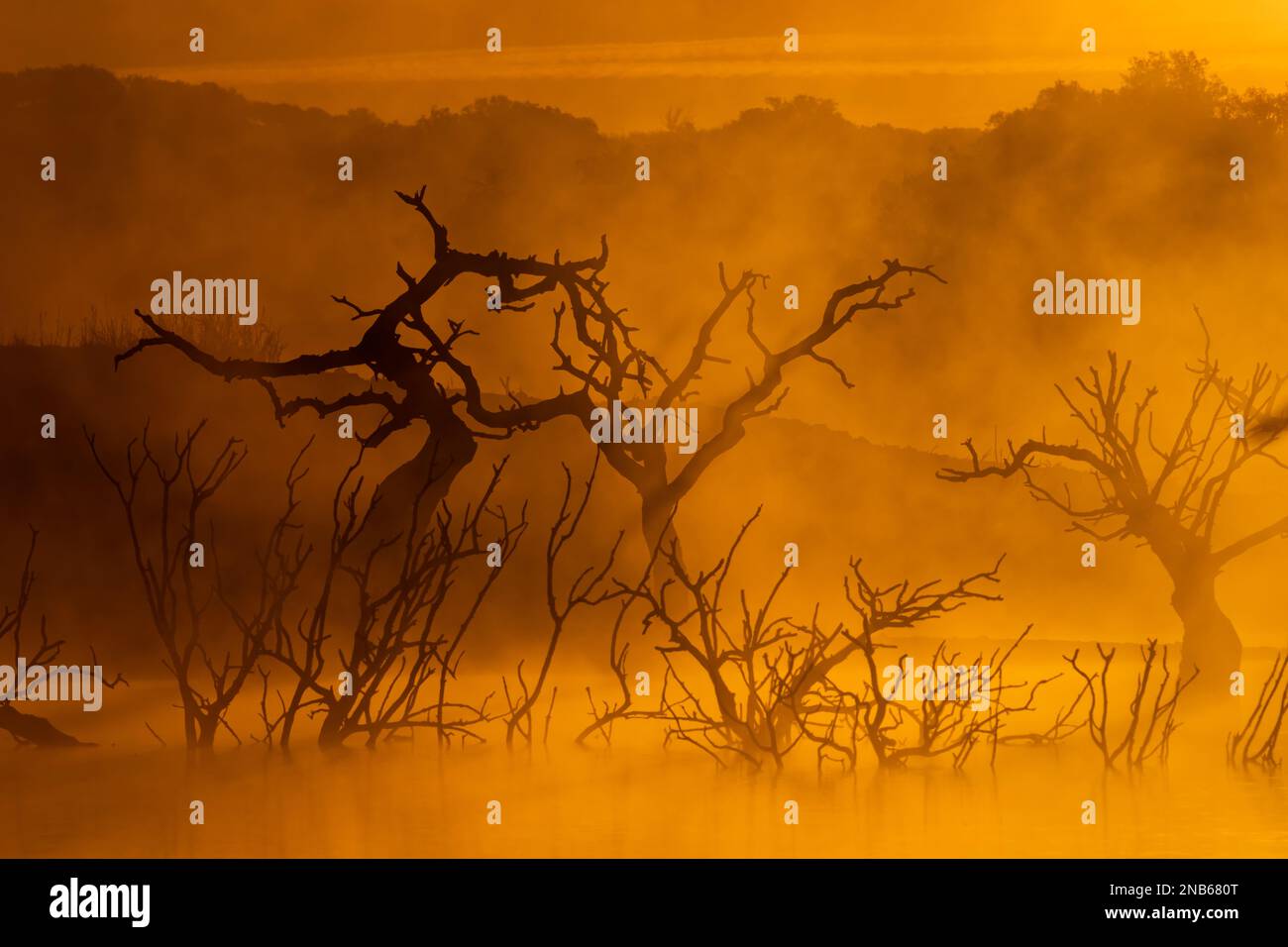 Silhouettes trees during foggy hi-res stock photography and images - Alamy