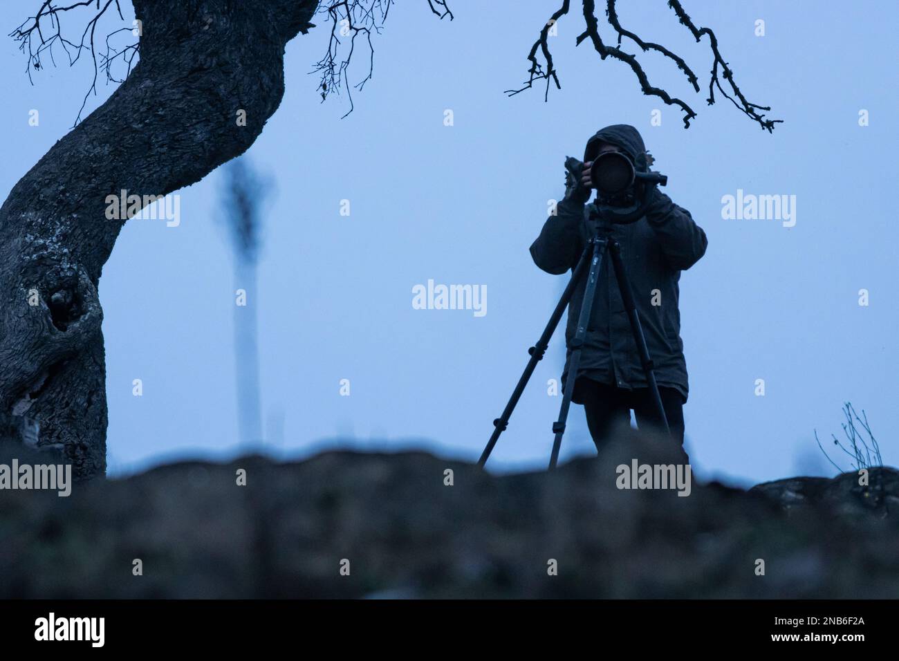 A photographer taking a picture of a tree with a professional camera in ...