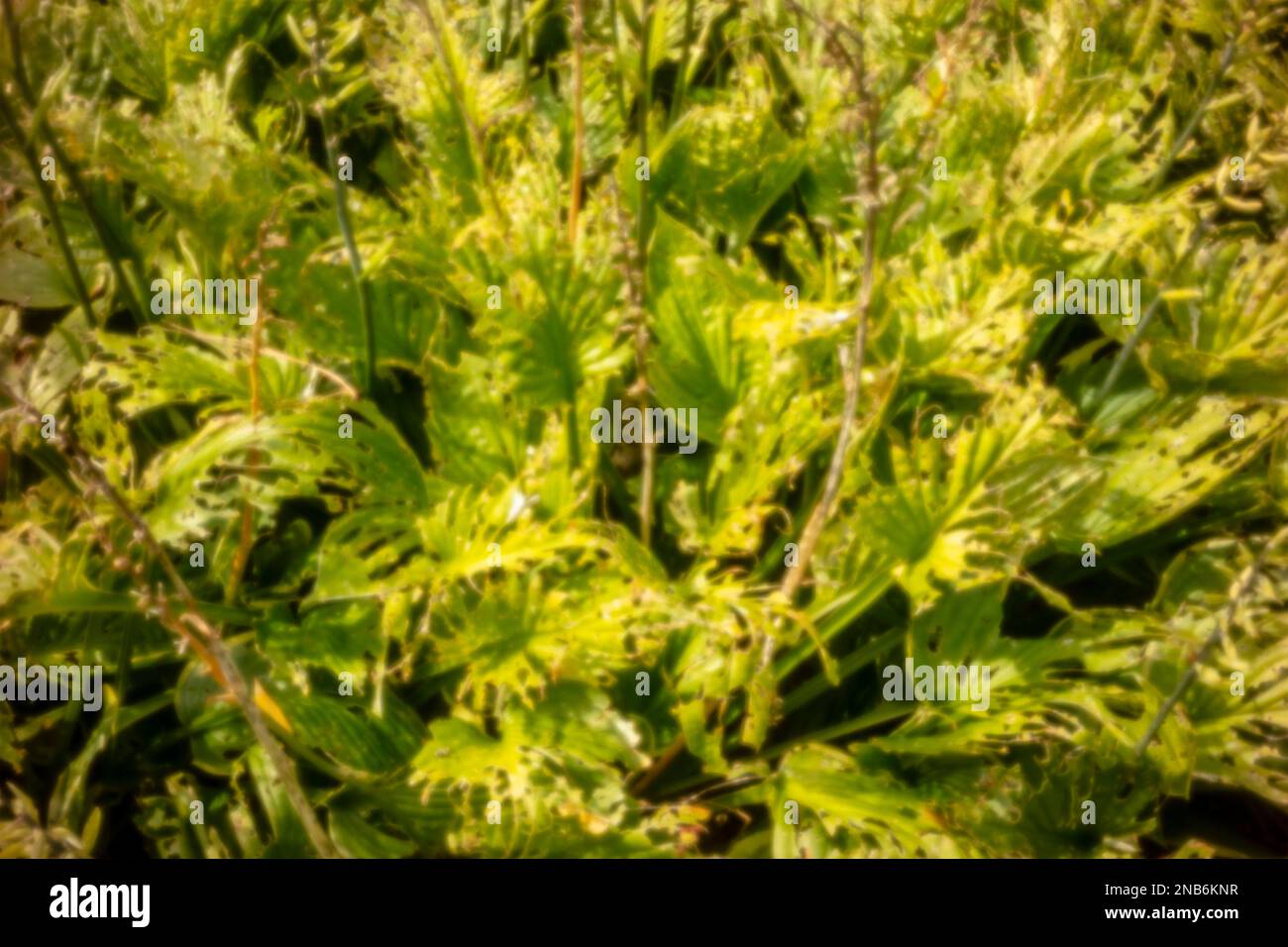 Natural close up semi-abstract patterns and textures in the environment ...