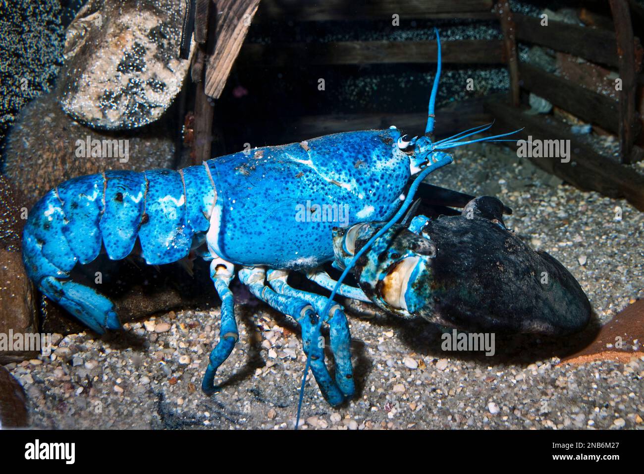 North Lobster, blue color phase. This rare color occurs 1 in every 2 ...