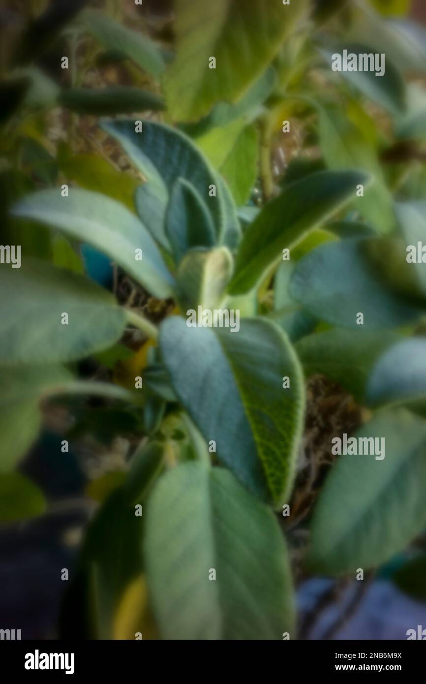 Natural close up food ingredient still life of garden sage, Salvia ...
