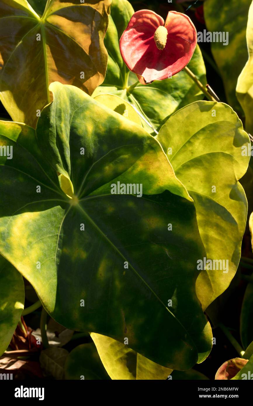 Flourishing Canna indica, Indian shot, African arrowroot, edible canna ...