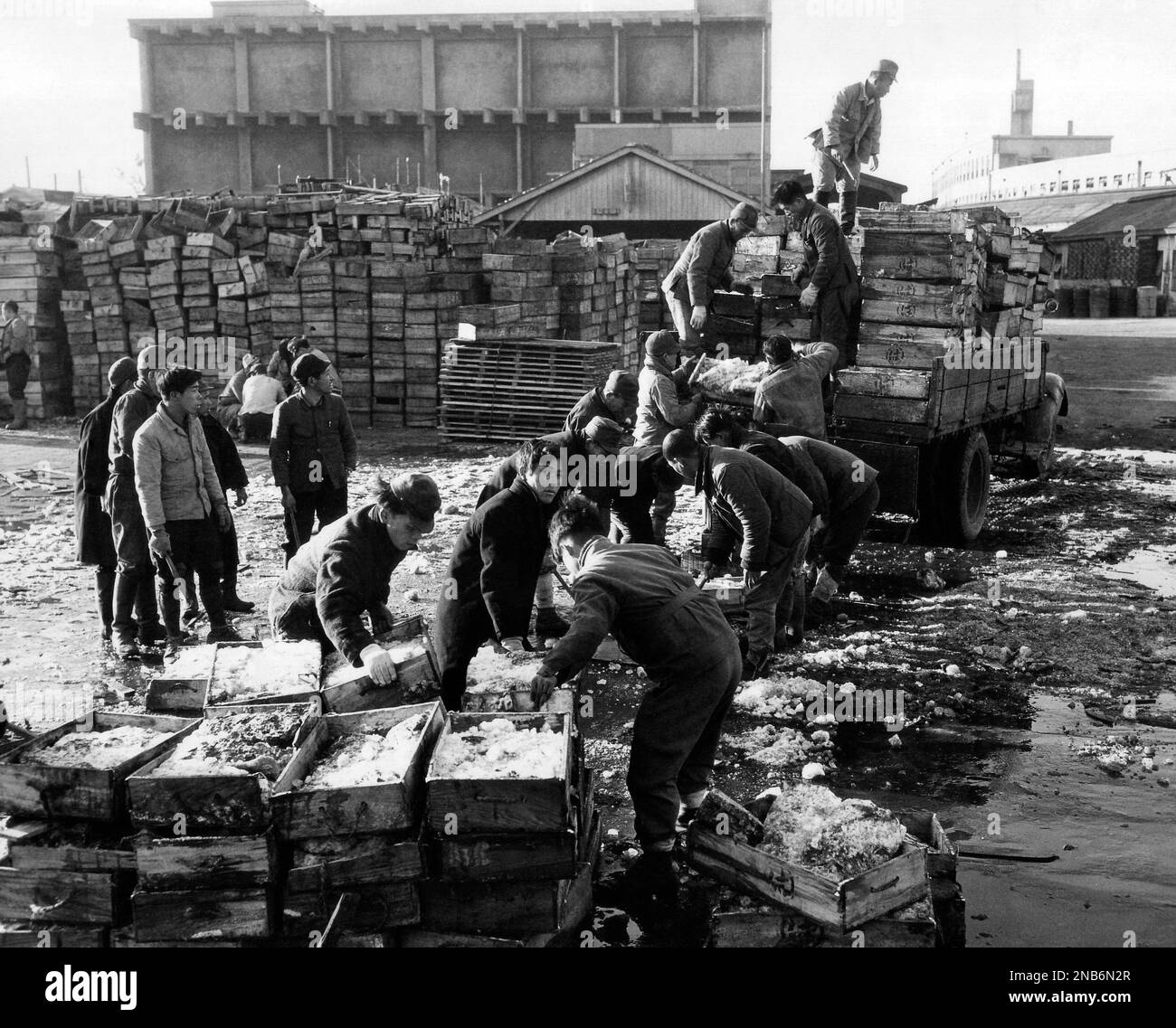 Japanese dock hands at the Tokyo Central Fish Market load crates of ...