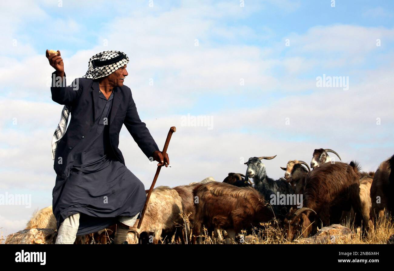A Jordanian shepherd in Abu Al Soos village throws a stone at one of ...