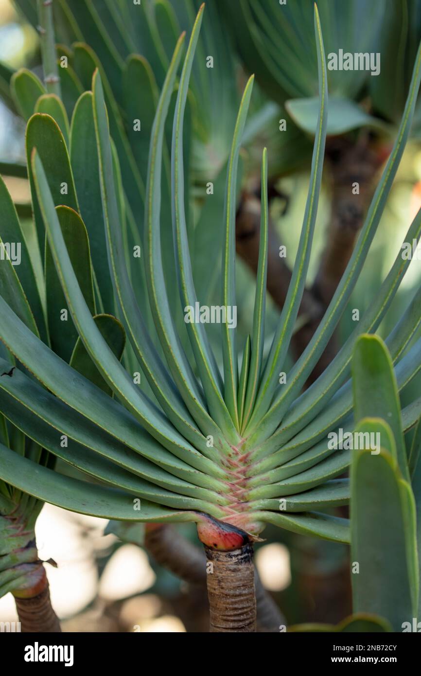 Pretty Kumara Plicatilis, Aloe Plicatilis, fan-aloe plant portrait ...