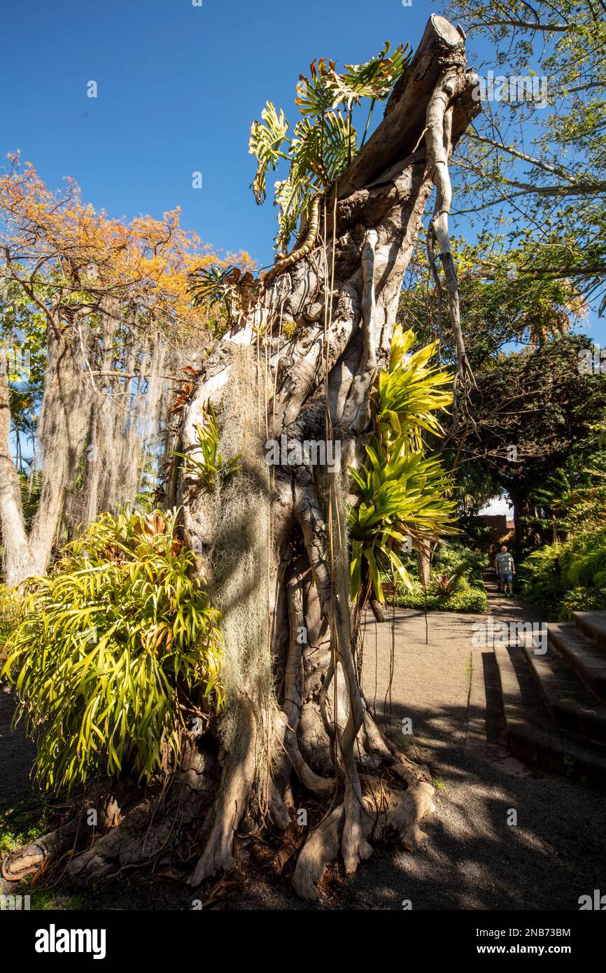 Charles iii el simple hi-res stock photography and images - Alamy