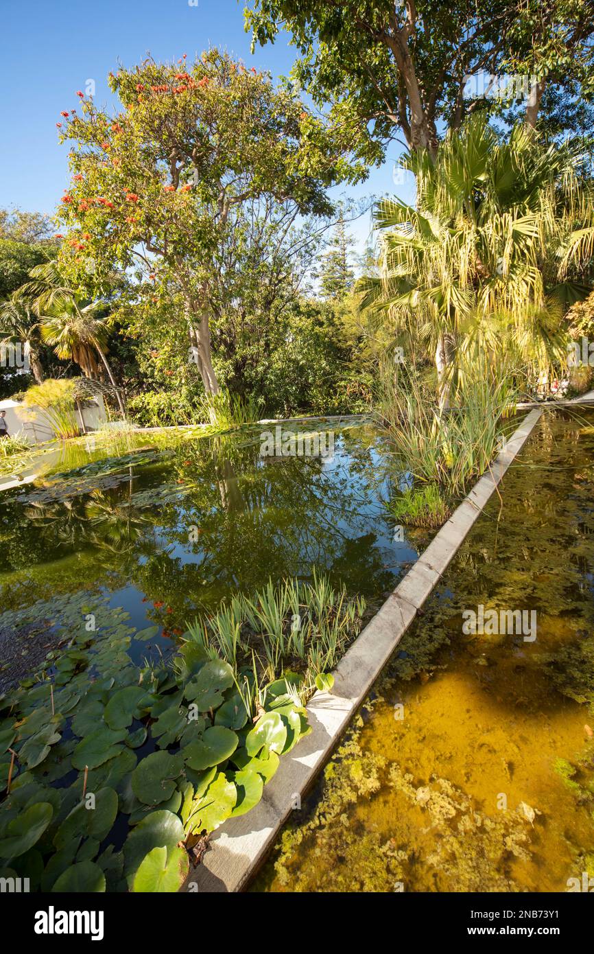 Stunning ornamental pond at the Jardín Botánico, Puerto de la Cruz ...