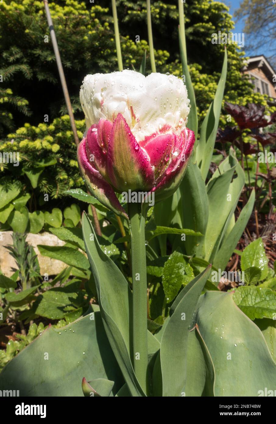 The unusual bloom of an Ice Cream Tulip featuring a double cream ...